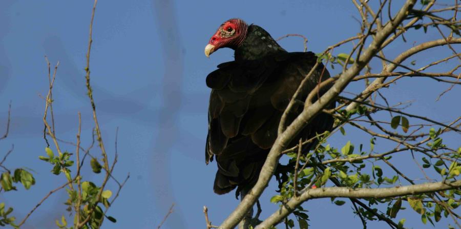 Baja en la población de buitres amenaza a los seres humanos | El Nuevo Día