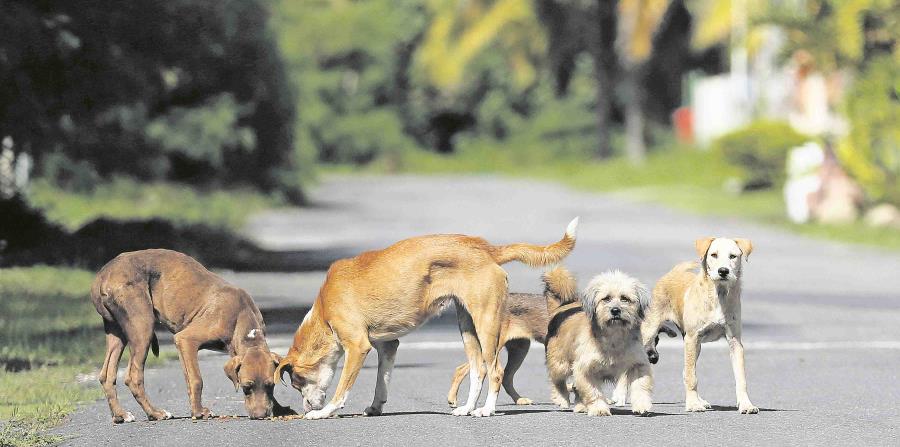 Perros realengos atacan ciudadanos en Isabela | El Nuevo Día