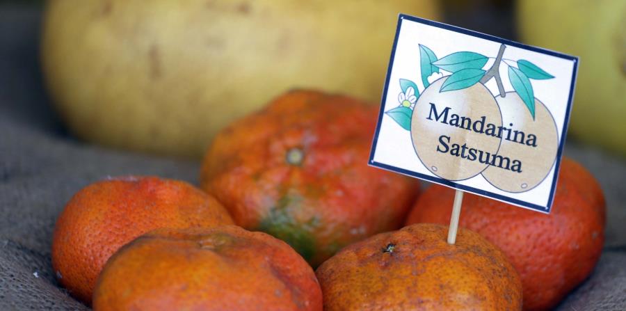 La china es una fruta con más de 35 variedades | El Nuevo Día