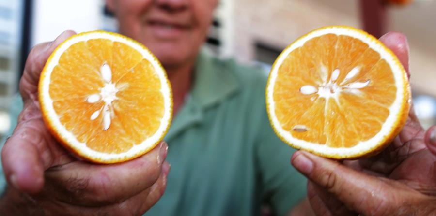 La china es una fruta con más de 35 variedades | El Nuevo Día