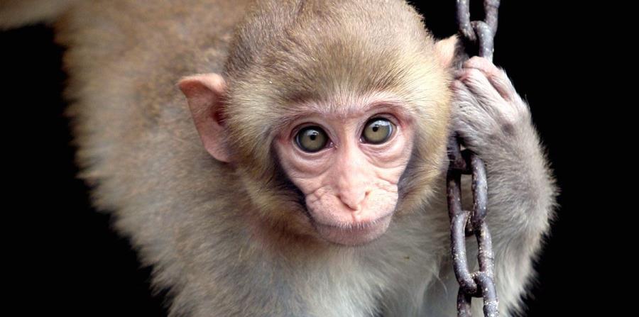 Importante investigación sobre el mono rhesus en Puerto Rico | El Nuevo Día