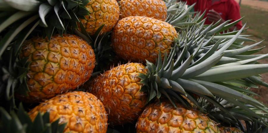 Piña boricua es más jugosa y dulce | El Nuevo Día