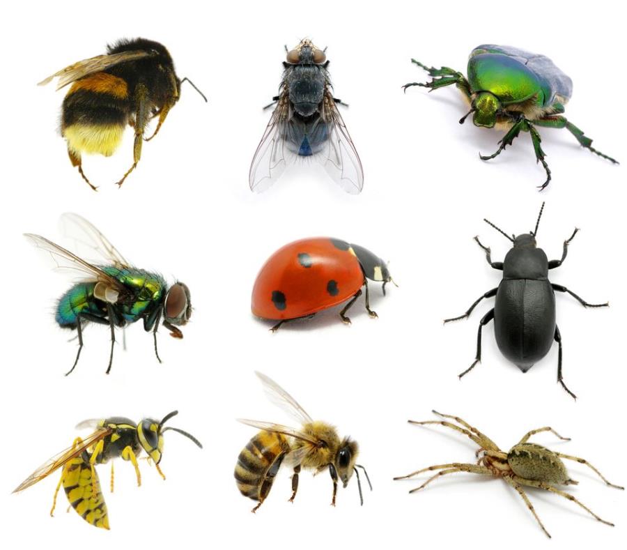 Los insectos están desapareciendo y les preocupa a los científicos | El ...