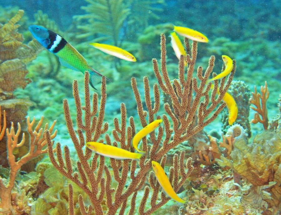 Científicos Descubren Un Mecanismo De Cambio De Sexo En Los Peces El