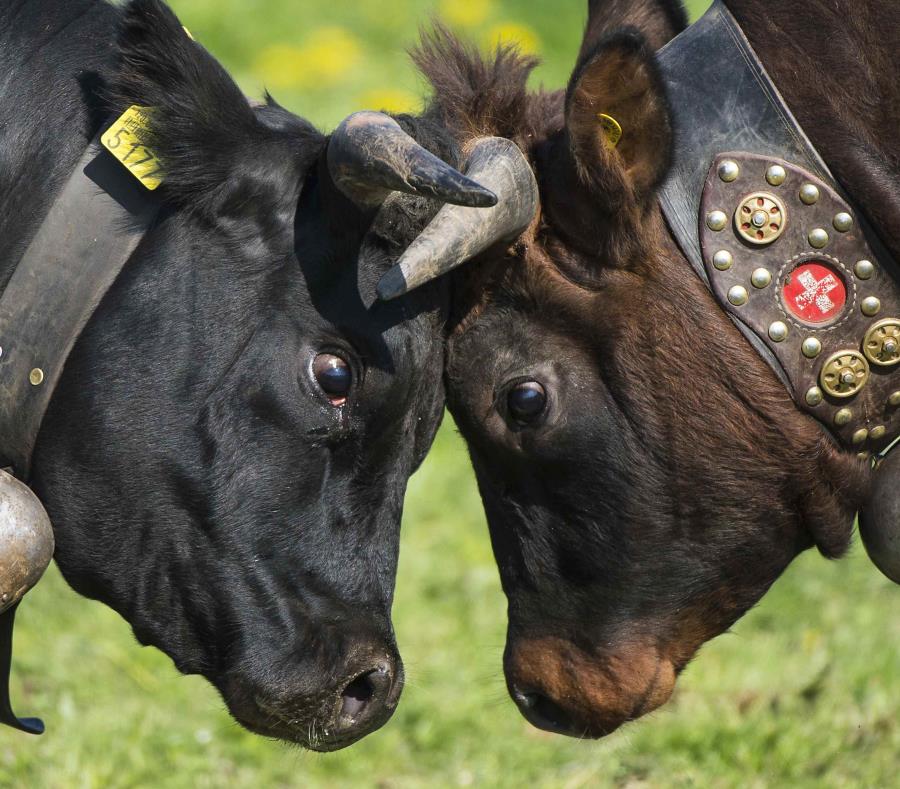 Suiza Votará Sobre Si Las Vacas Deben Mantener Sus Cuernos Por Su